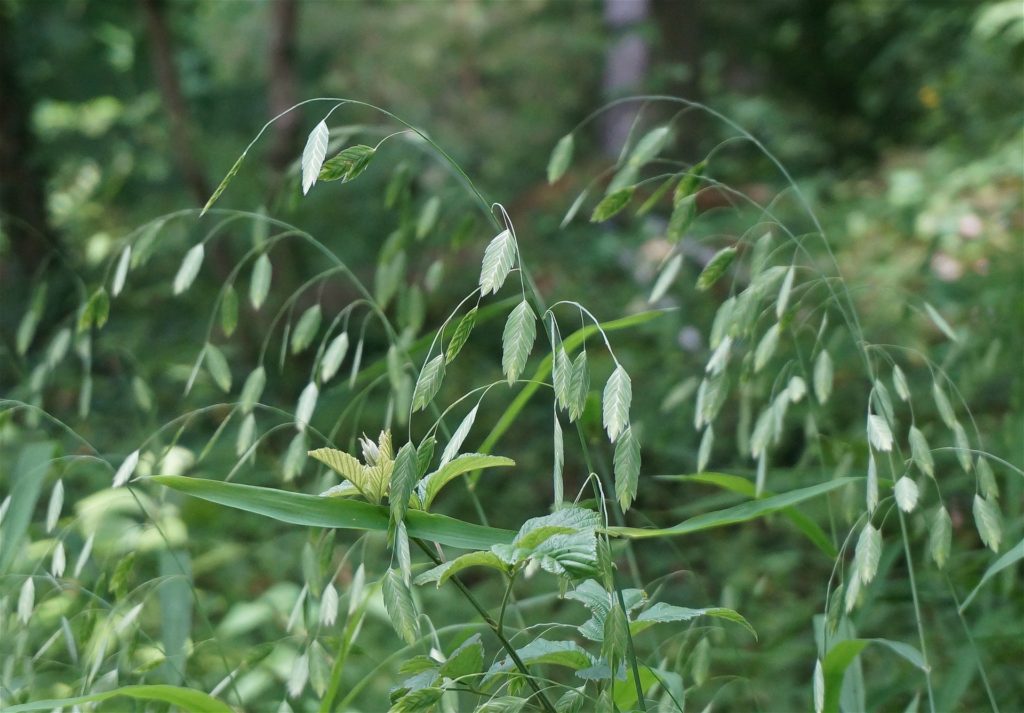 Wild Oat: Fiori di Bach in Menopausa - Menopausa